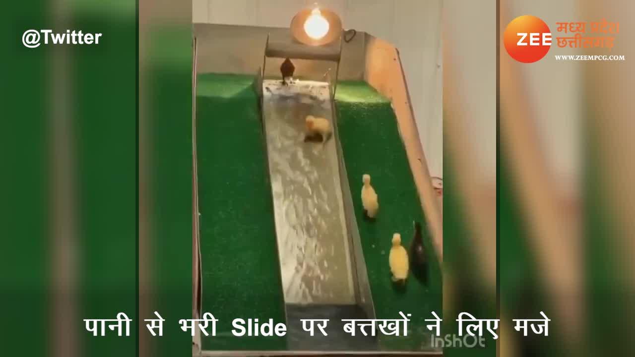 Duck Slide Video Viral Five Ducks Having Water slide mpas | बत्तखों की ...