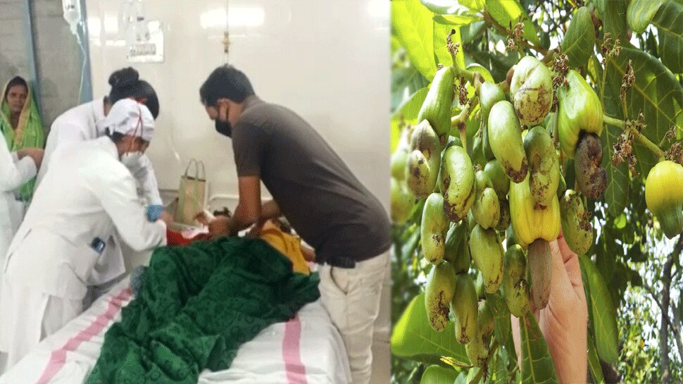 story of Ratanjot tree growing in India 21 tribal children ill after ...