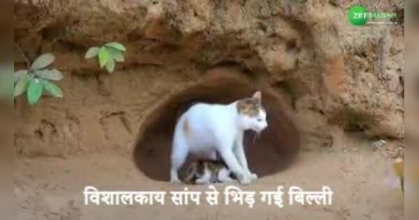 Cat Pythons fight Video cat fight Video viral on social media | जब अपने ...