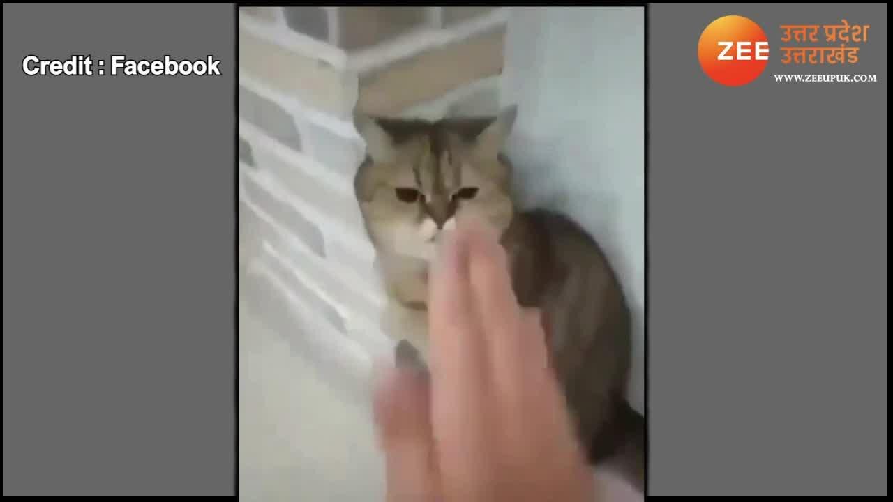 cat kung fu fight with man viral on social media watch shocking video ...