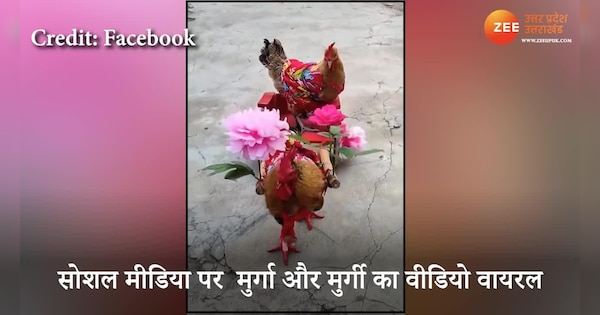 murga murgi video goes viral in social media spup Trending Funny Video ...