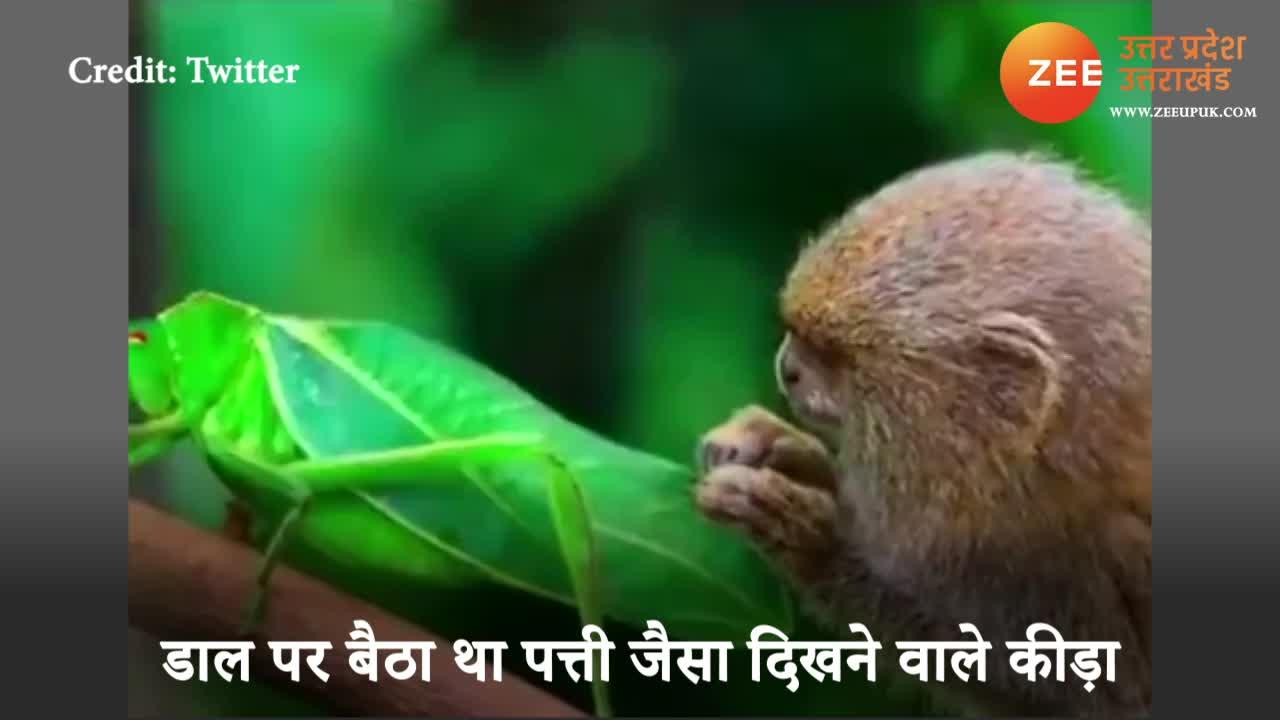 Tiniest Monkey Pygmy Marmoset shocked after seeing an insect video gone ...