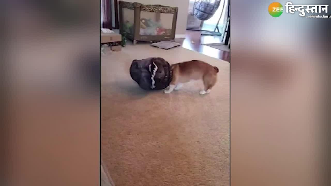 Viral Video of dog wears dinosaur face mask is trending on internet as ...