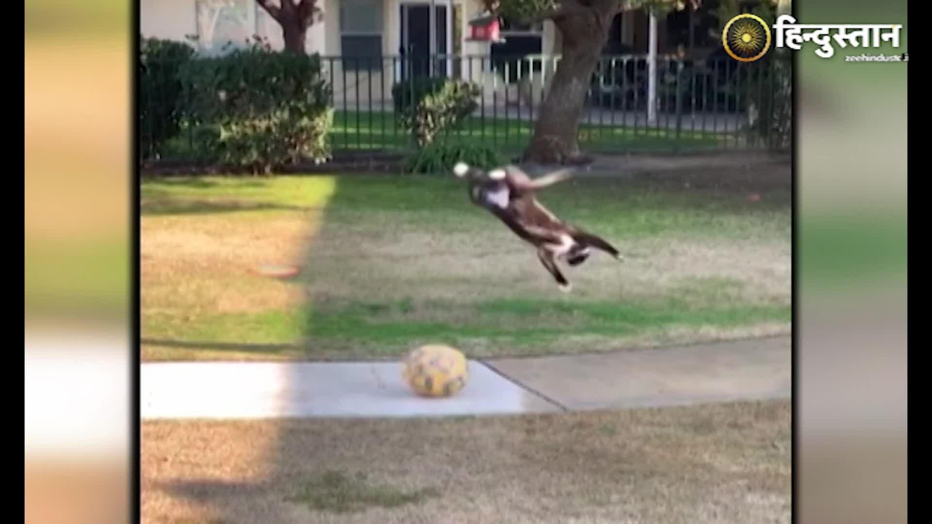 Viral Video of Cat doing backflip is trending over internet | Viral ...