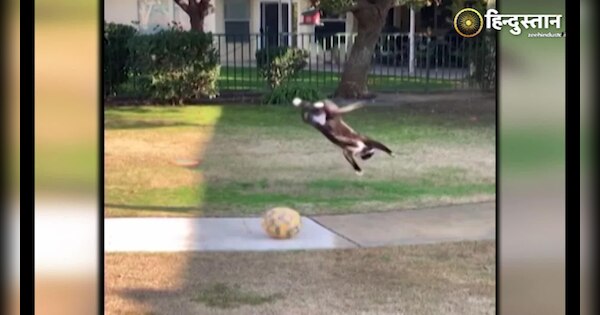 Viral Video of Cat doing backflip is trending over internet | Viral ...