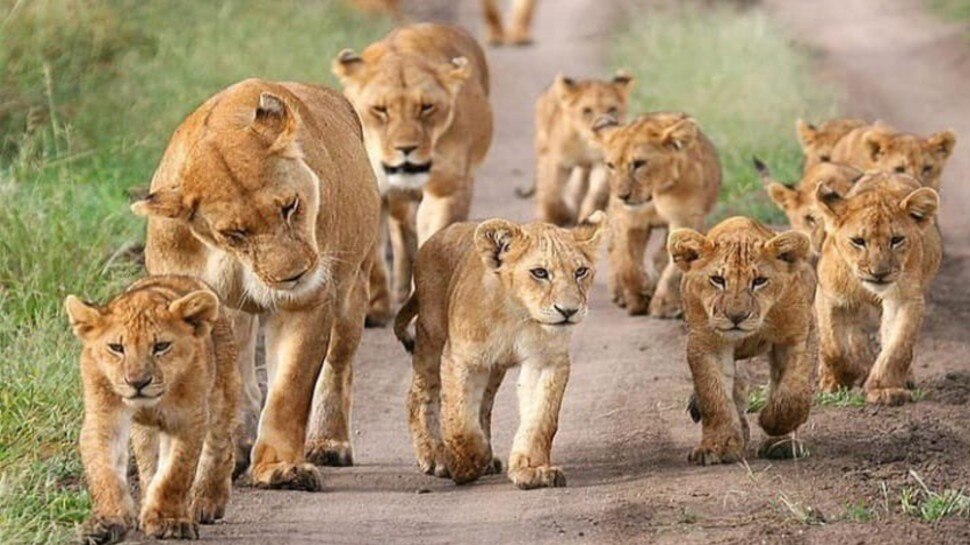 amazing video flock of lions reached the river to drink water mpap ...