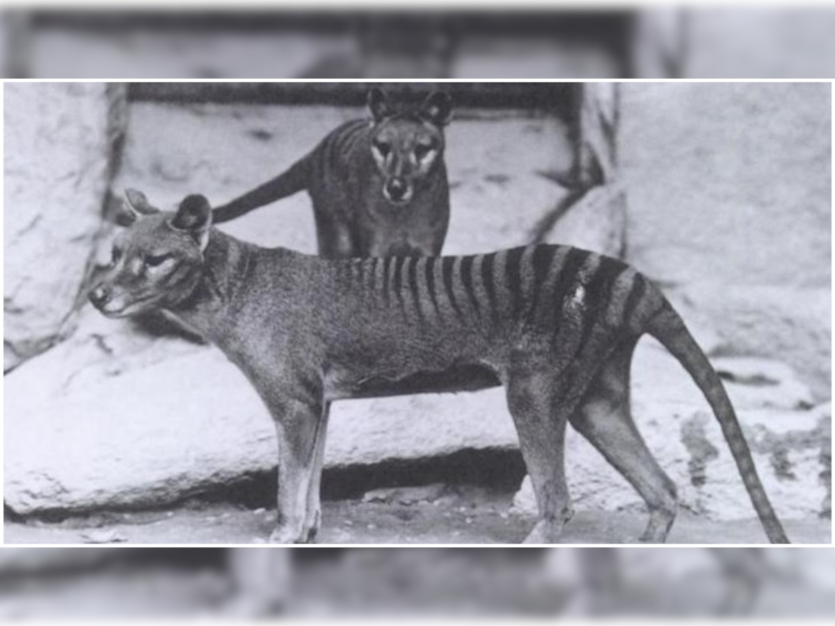 viral photo of extinct tasmanian tiger thylacine seen after 85 years ...