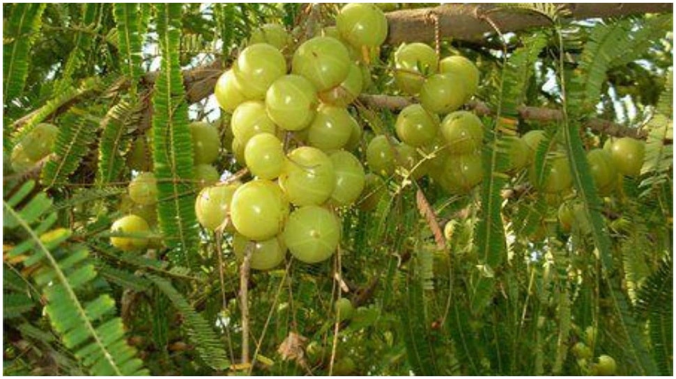 how did amla tree came into existence lord brahma tears made this tree ...