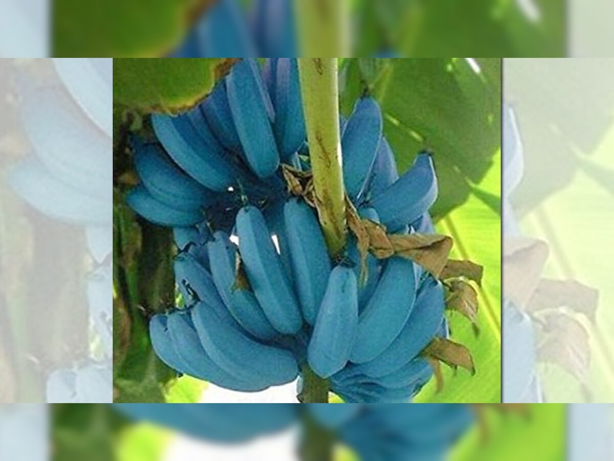 blue banana photos are going viral on internt, it's taste like ice ...