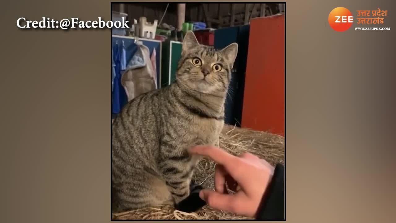 watch temper of angry cat You will be shocked see video here smup ...