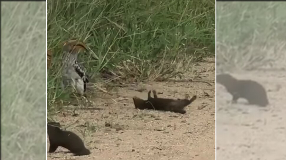 Dwarf Mongoose playing dead for a hornbill, Video goes viral on ...