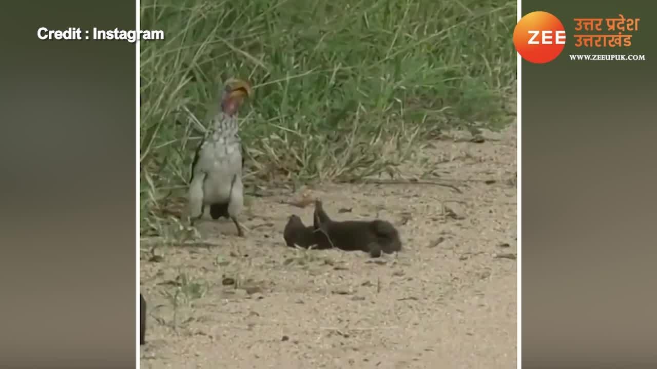 watch nevala acting powerfull skills mongoose faking death a dwarf ...