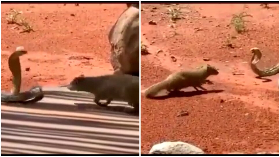 watch shocking viral video of mongoose snake fight on twitter | Viral ...