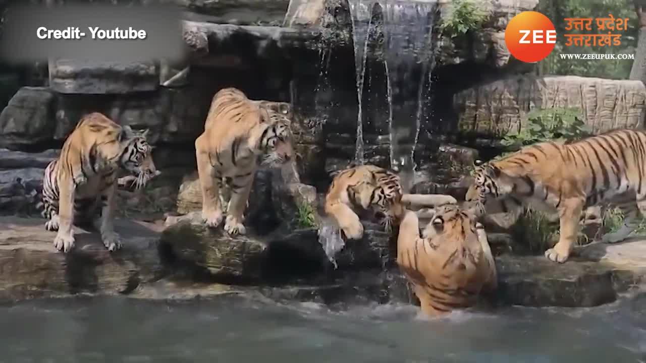 Watch Tigers Pool Party Cute Animals Viral Videos upns | Viral Video ...