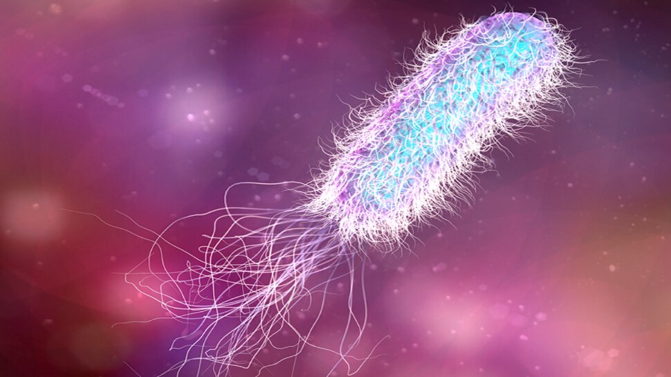 life science This discovery about bacteria can change the perception of ...