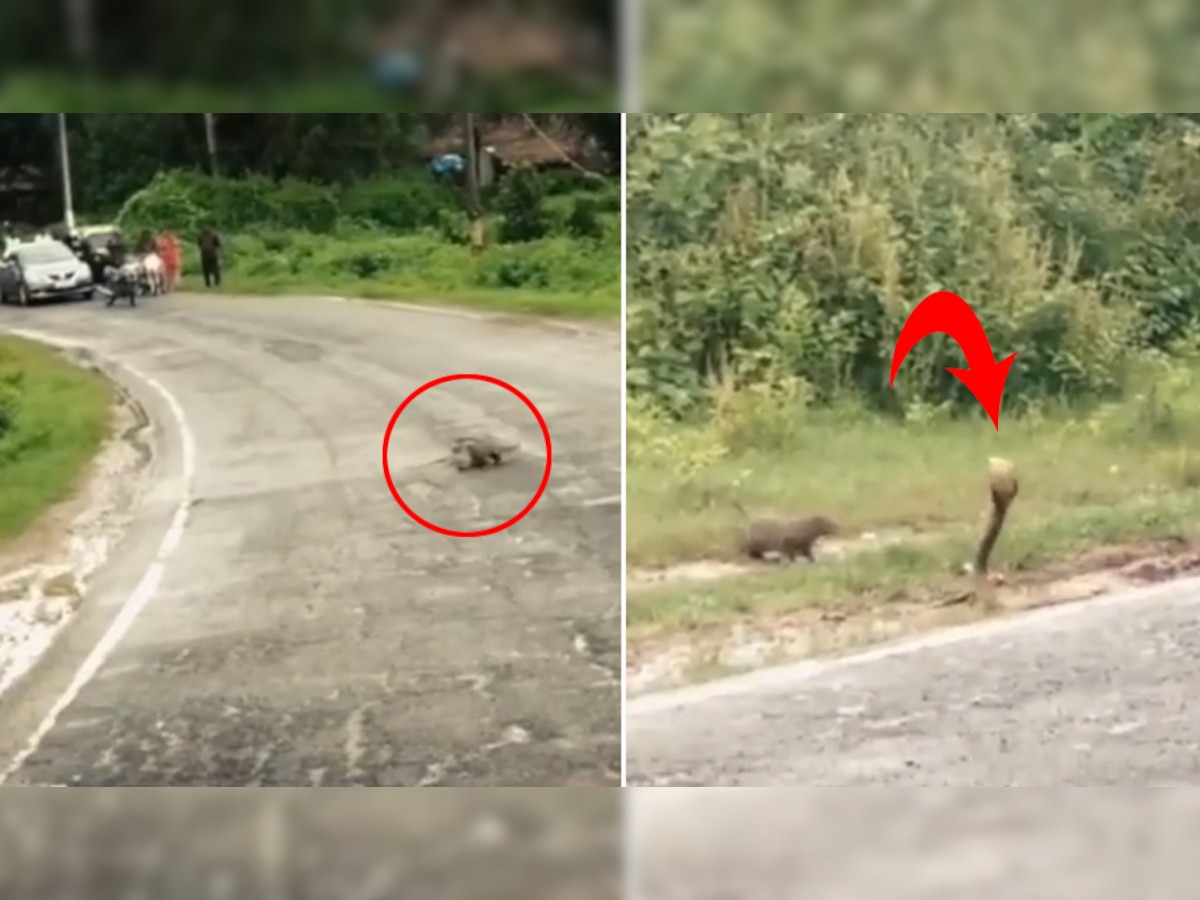 Viral Video: snake and mongoose started fighting on the road, people ...