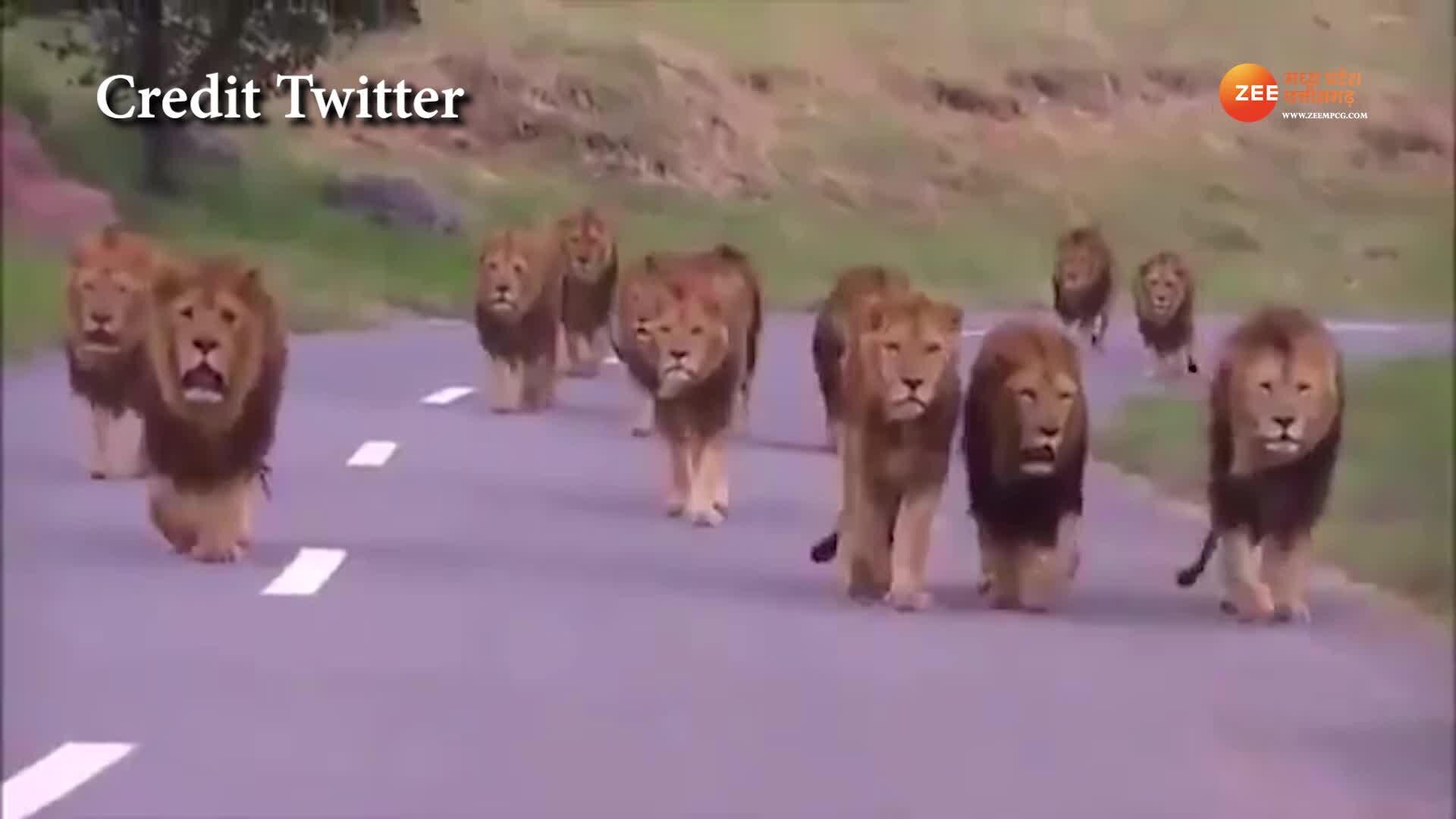 doing fun when 13 lions got together to roam on road viral video mpap ...