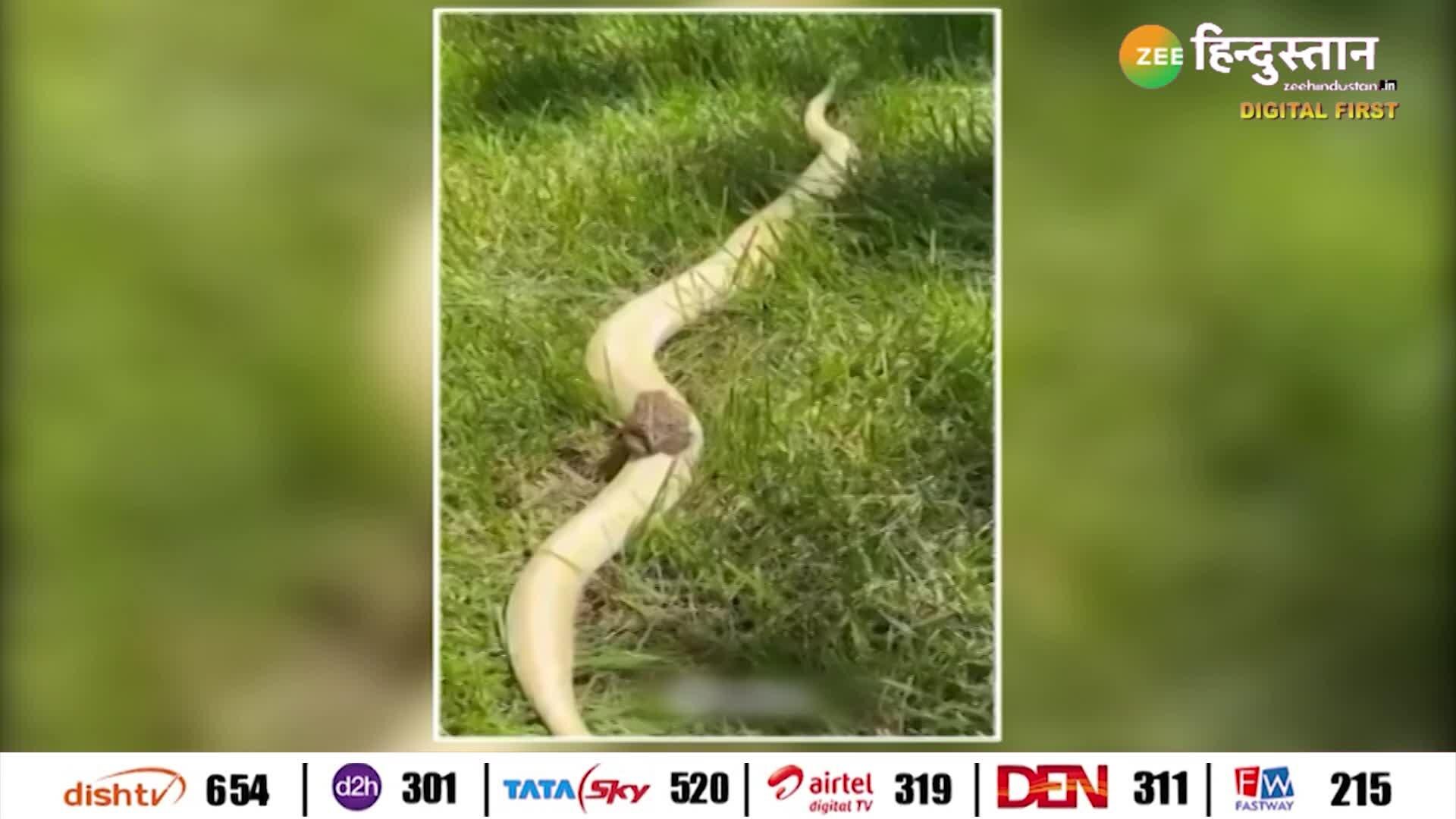 Viral Video of one daring frog sits and travelled on the back of snake ...