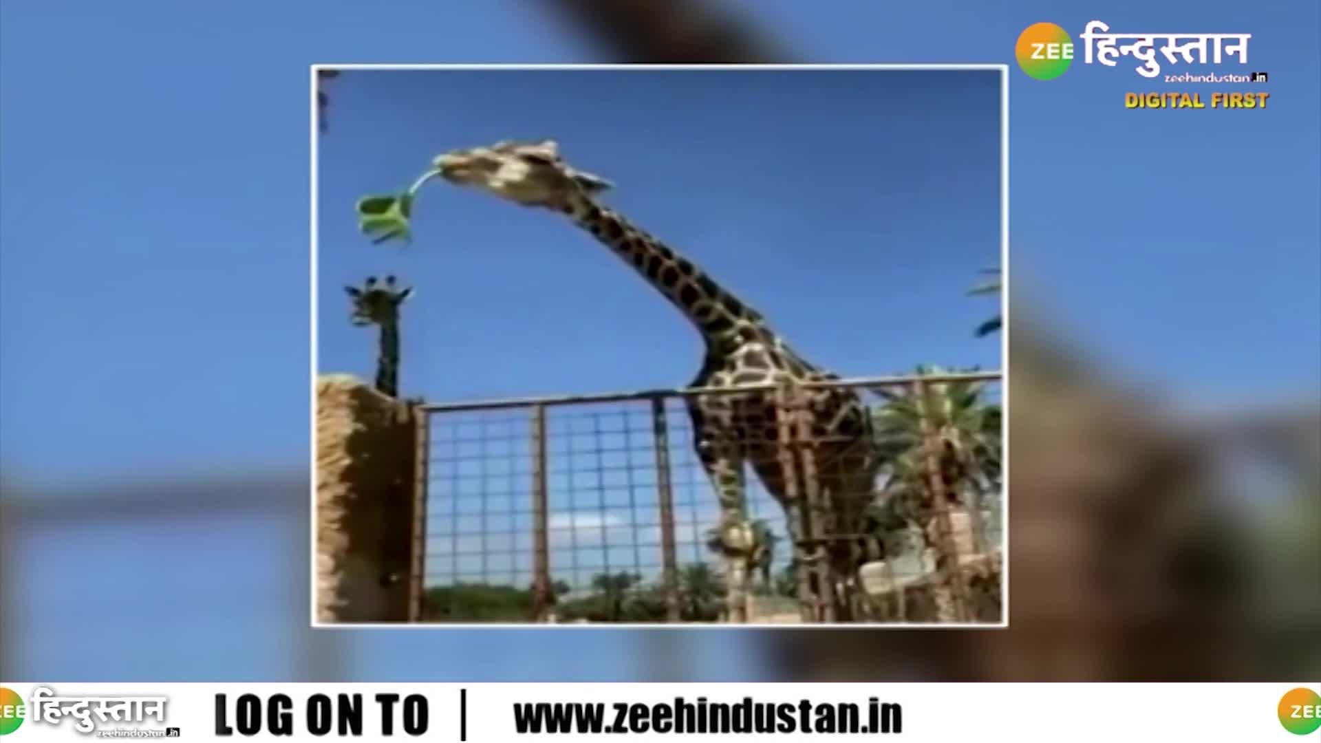 Viral Video of giraffe picks up a small child in air is trending on ...