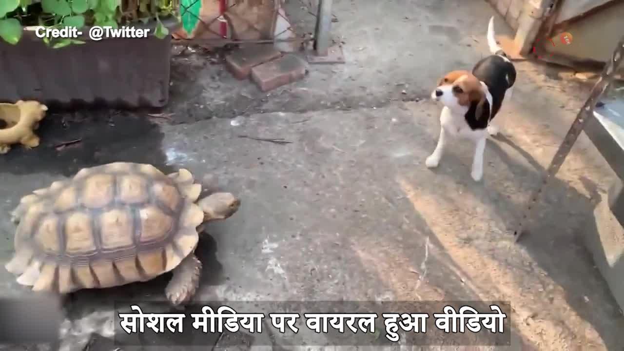 Dangerous fight between dog and tortoise watch viral video brmp | कछुए ...