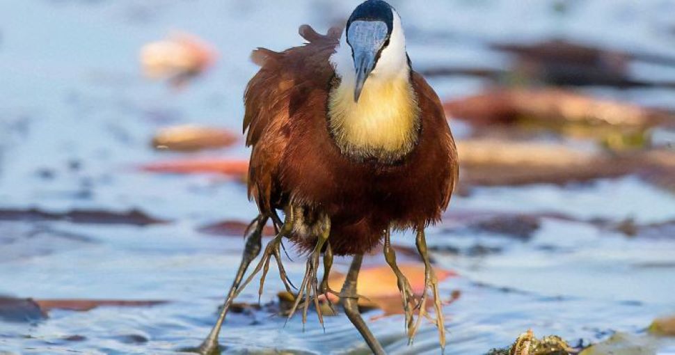 african jacana the 8-legged bird, know everything about it science news ...