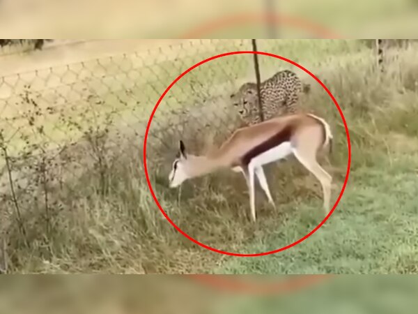 Viral VIDEO: Leopard has become stupid, seeing the courage of deer will ...