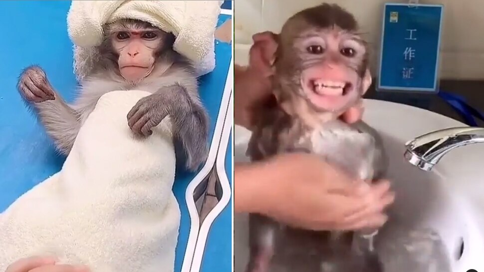 Viral Video : Monkeys Made SPA; bathed in the shower, funny VIDEO goes ...