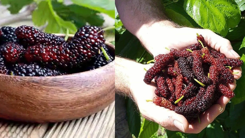 Shahtoot Or Mulberry Save From Loo And Give These 7 Health Benefits ...