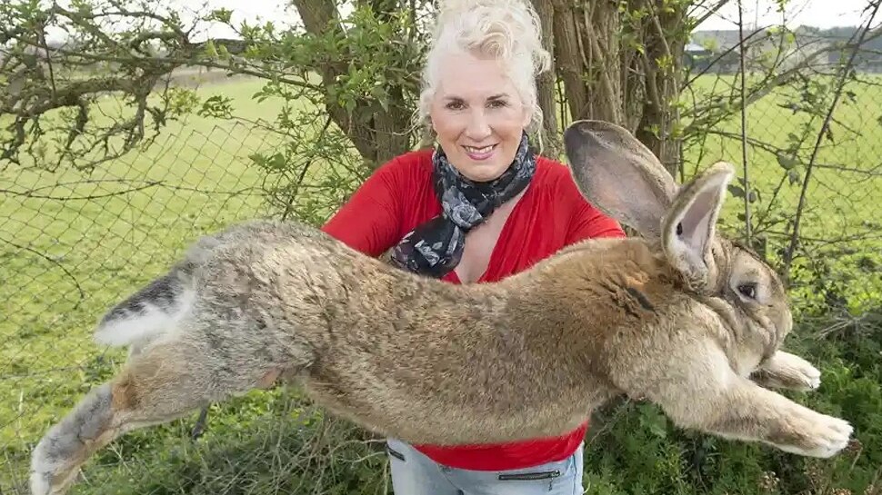 Who stole the world's longest rabbit Dariust, The owner has given such ...
