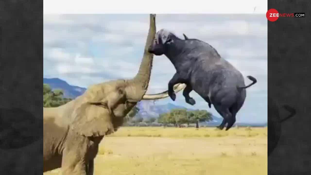 Viral Video: Elephant fought with rhinoceros, Video went viral on social media | viral video ...