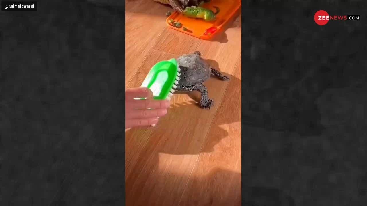 Watch: Ever Seen a Tortoise Dance? Watch this Video | VIRAL VIDEO ...