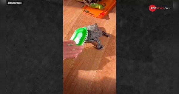 Watch: Ever Seen a Tortoise Dance? Watch this Video | VIRAL VIDEO ...