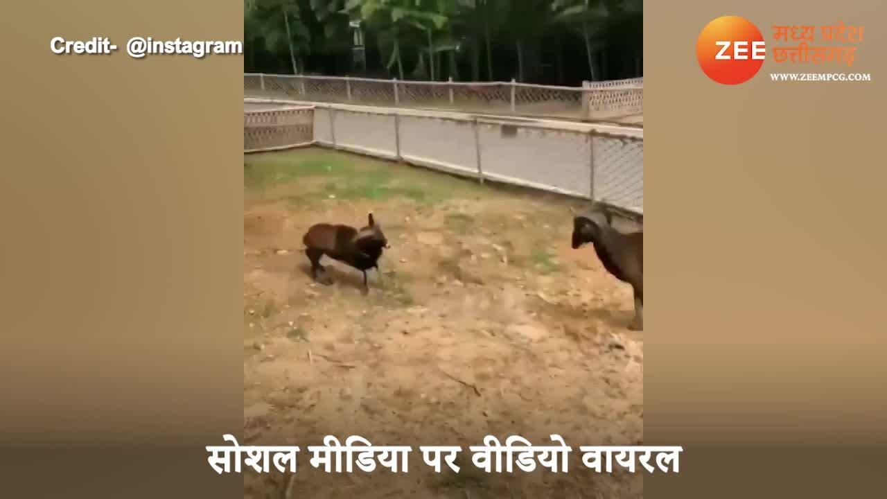 Dangerous fight between three goats watch the shocking video brmp | तीन ...