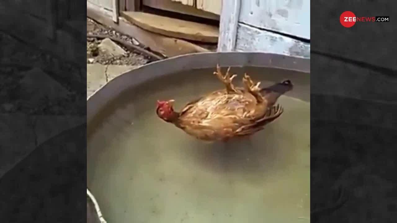 Viral Video : This chicken is chilling like no one else is watching ...