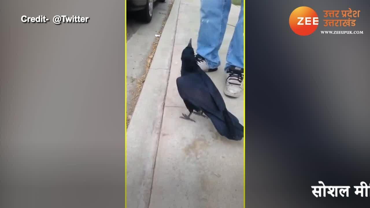 Watch Viral Shocking Video of A crow saying hi to people on their hello ...