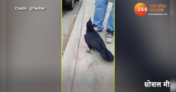 Watch Viral Shocking Video of A crow saying hi to people on their hello ...