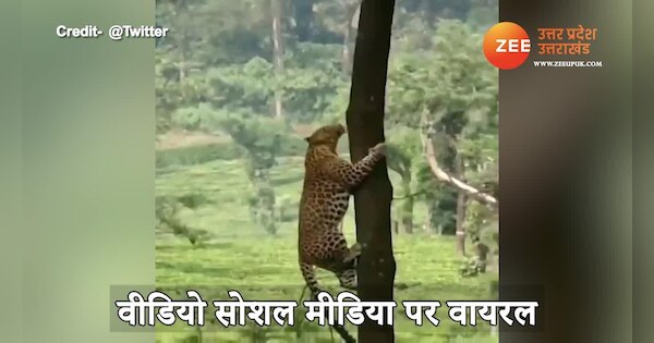 Watch Incredible Leopard Jump In Most Viral Video rsup | Viral Video ...