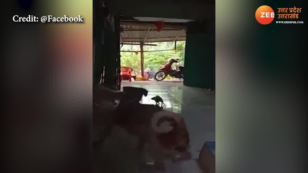Rat attack on Doggy and Cat Video Goes Viral on Social Media SPUP ...