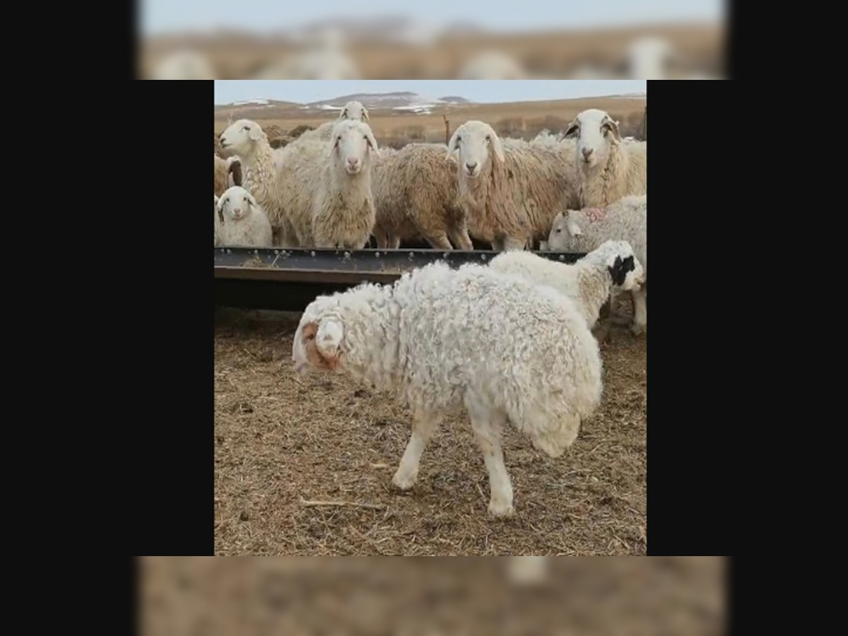 lamb born with only two legs learned to walk just like humans | Mutant ...