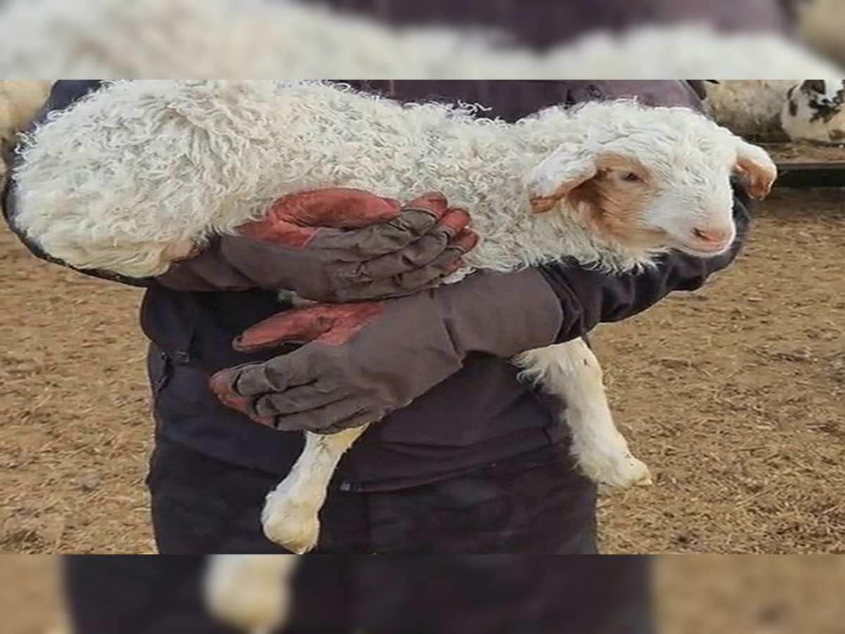 lamb born with only two legs learned to walk just like humans | Mutant ...