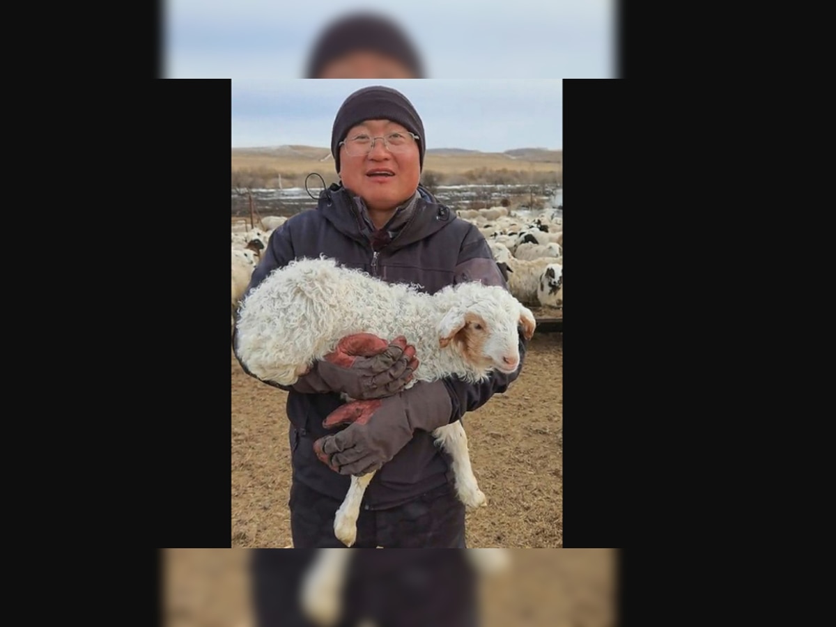 lamb born with only two legs learned to walk just like humans | Mutant ...