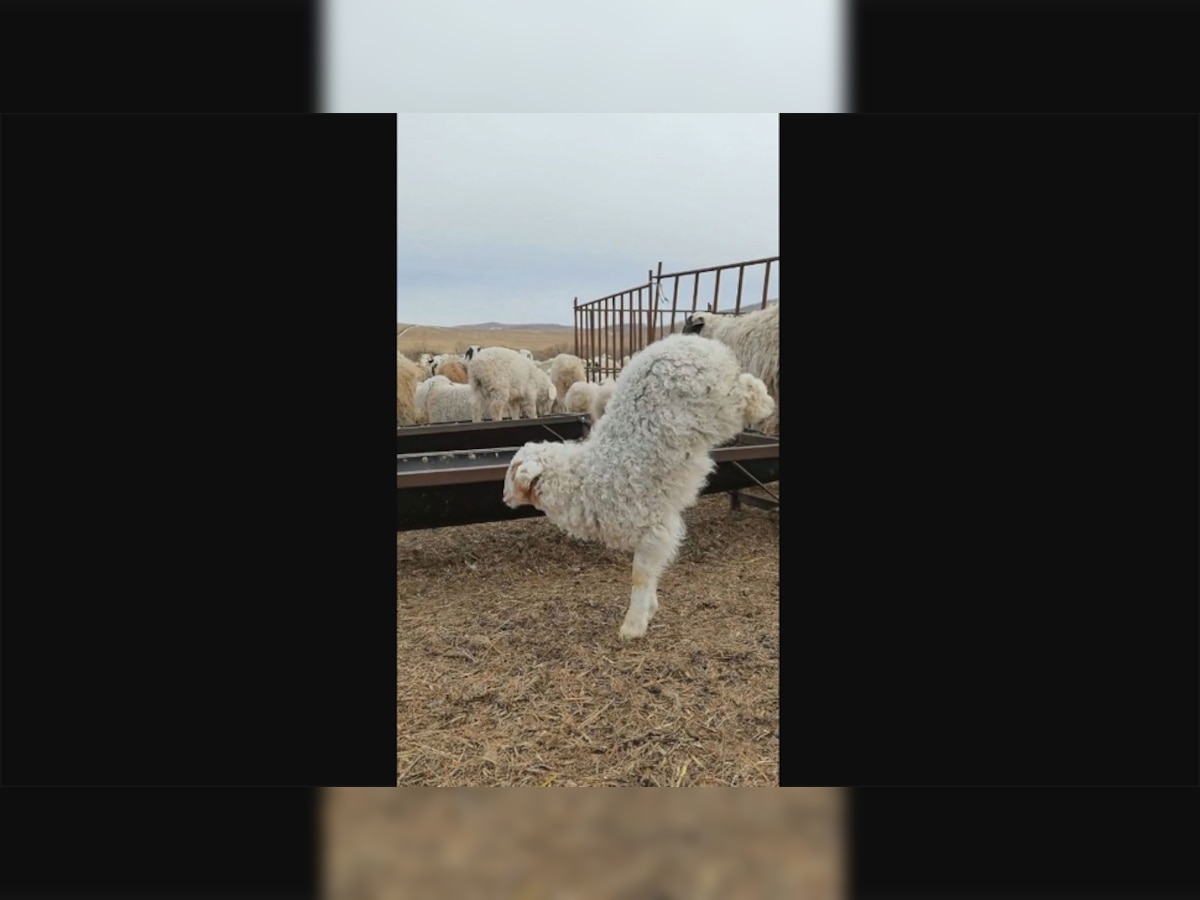 lamb born with only two legs learned to walk just like humans | Mutant ...