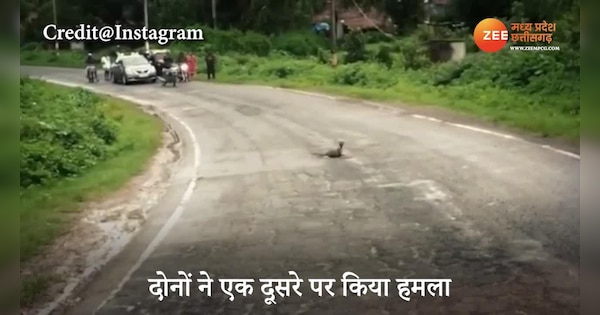 fight between snakes and mongoose on the middle road watch viral video ...