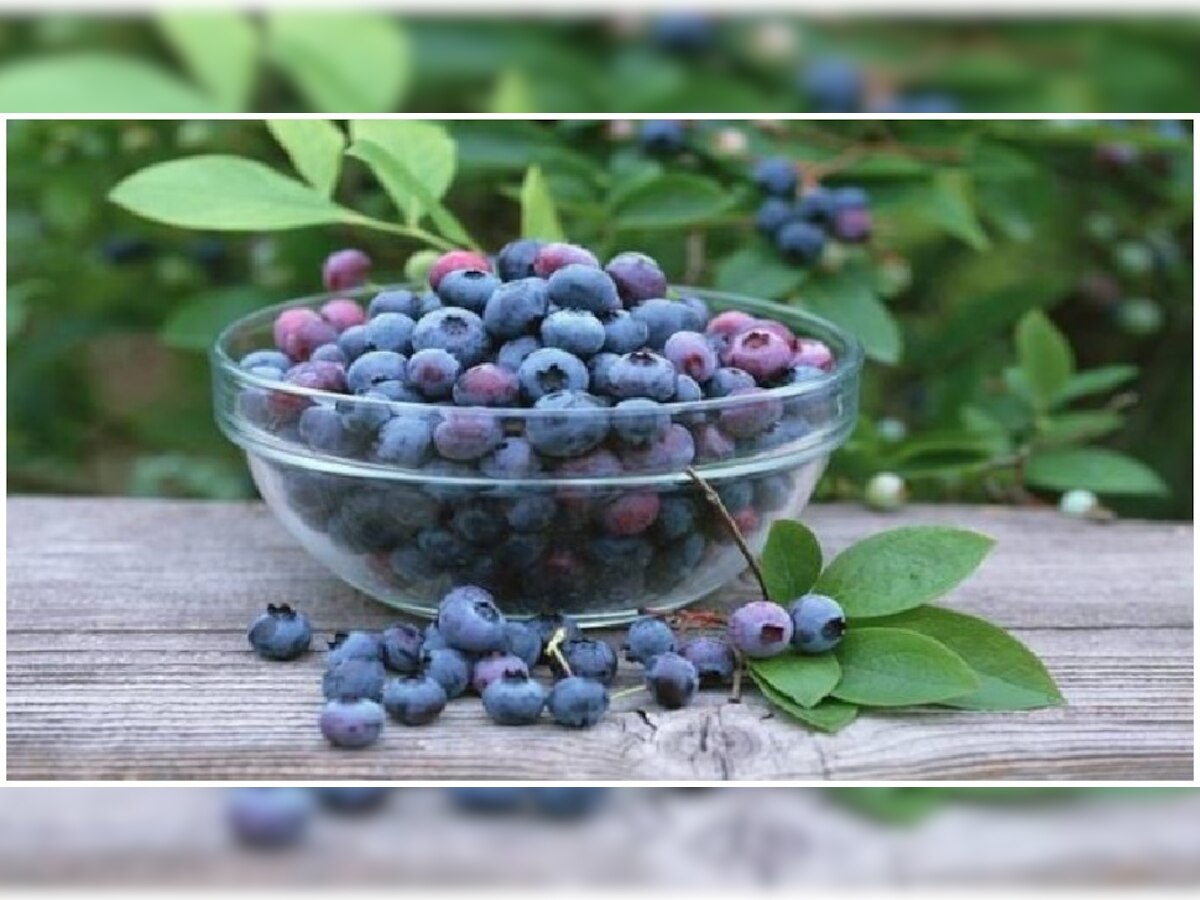 health and fitness benefits of blueberry fruit eating blueberris in ...