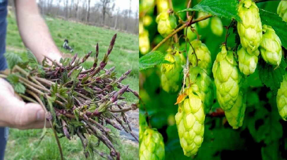 Weird news hop shoots is the most expensive vegetable in the world ...