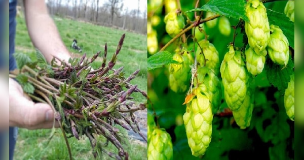 Weird news hop shoots is the most expensive vegetable in the world ...