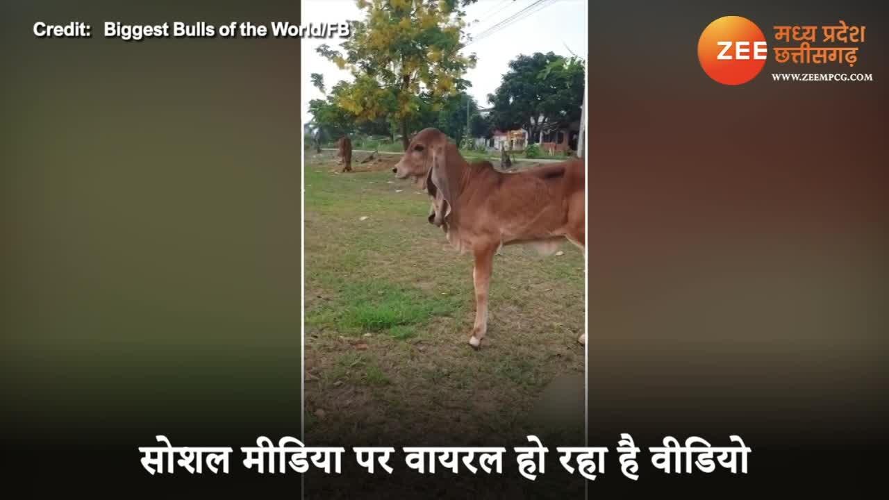 world cutest Indo Brasil cow calf with big droopy ears watch viral ...