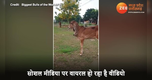 world cutest Indo Brasil cow calf with big droopy ears watch viral ...