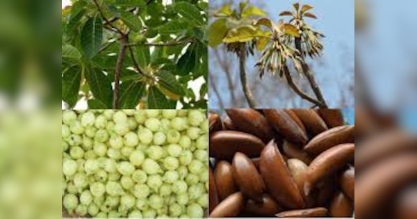 Mahua Madhuca Longifolia Health Benefits In Several Diseases Mahua ...