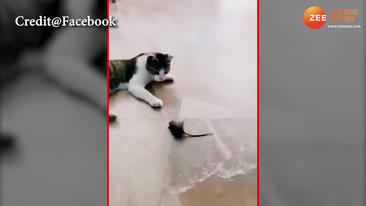 rat Flipping towards cat like ball social media viral video of video ...